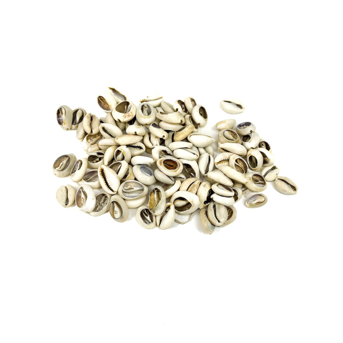 100 Cowrie Shells Congo – Africa Direct